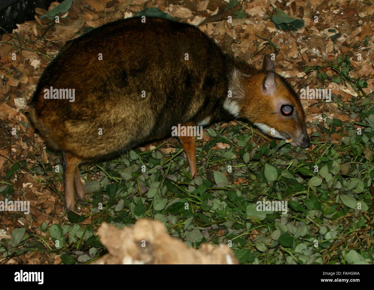 Philippine Mouse Deer Pilandok