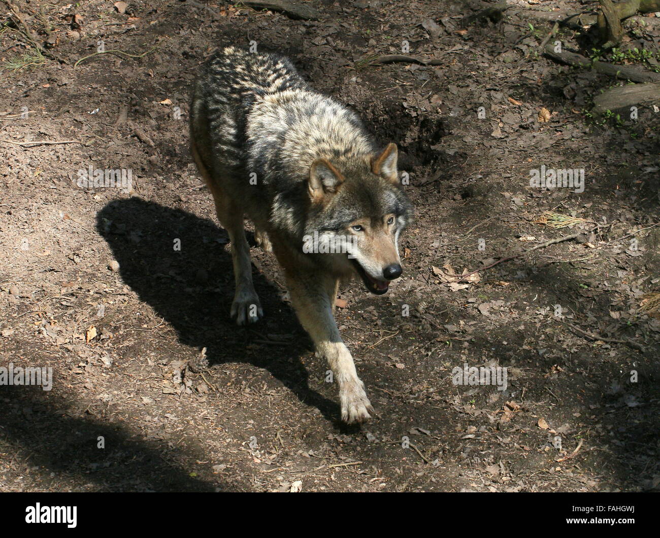 Wolves staring hi-res stock photography and images - Alamy