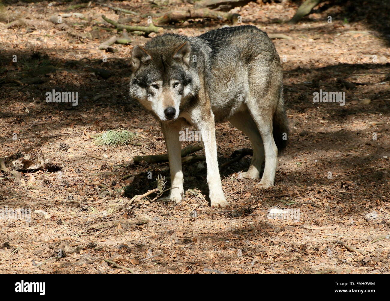 Lobo europa hi-res stock photography and images - Alamy