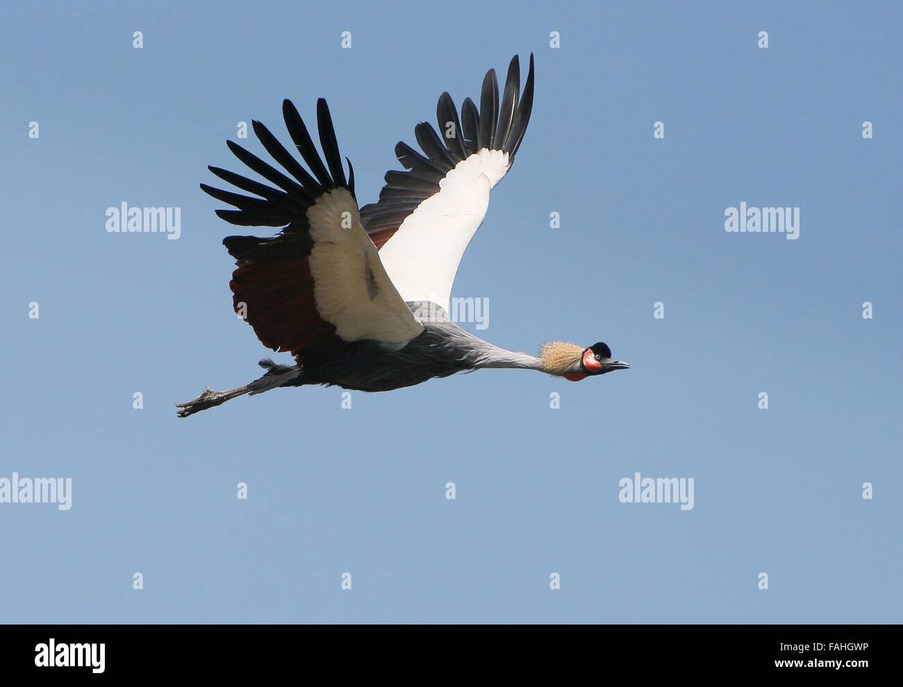 Red Crowned Crane Flying
