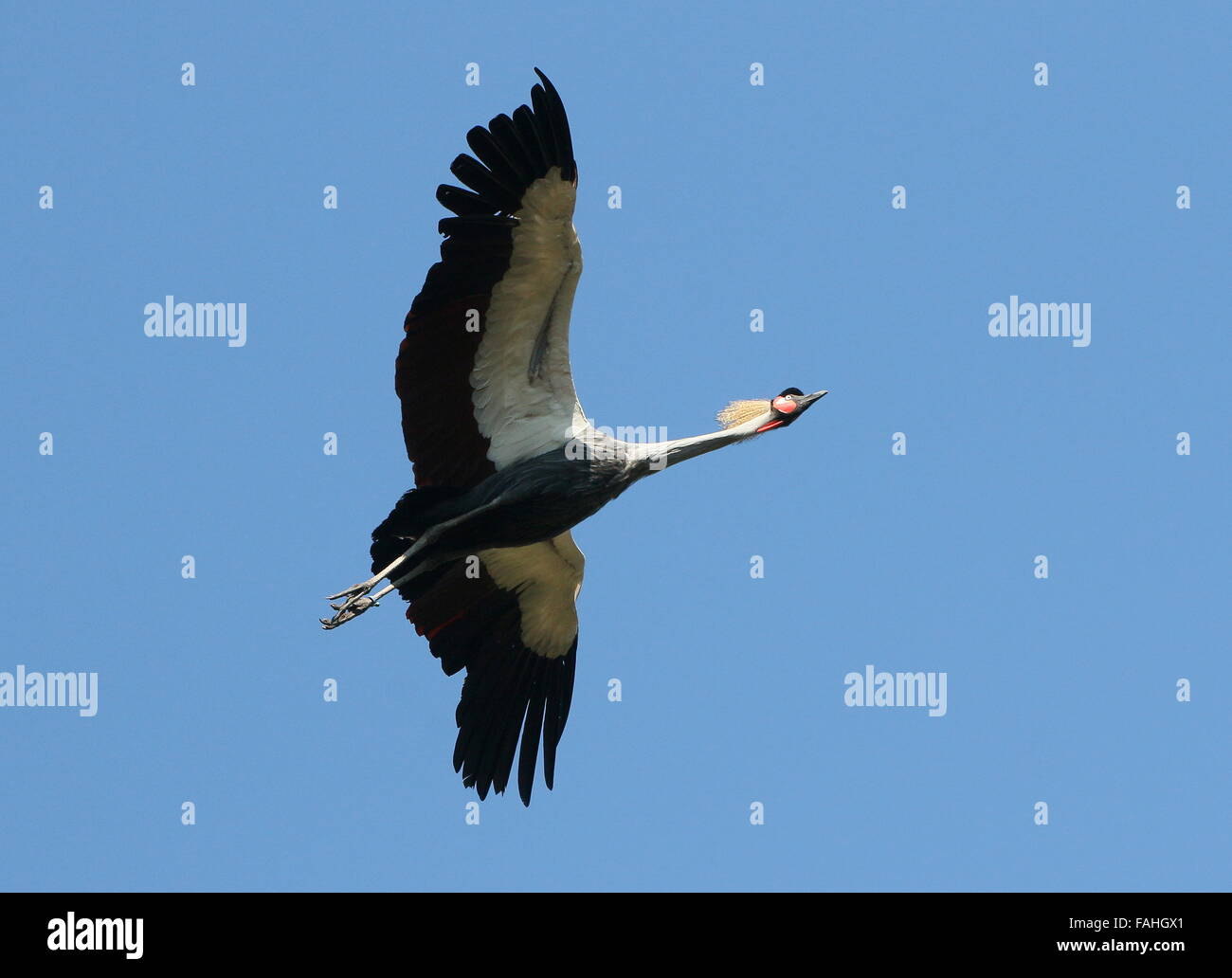 Gru coronata sudafricana hi-res stock photography and images - Alamy