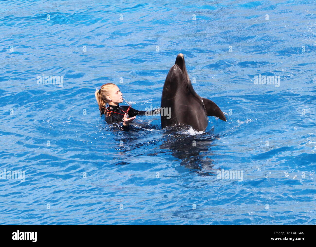 Trainer with a Bottlenose dolphin performing at Loro Parque Zoo ...