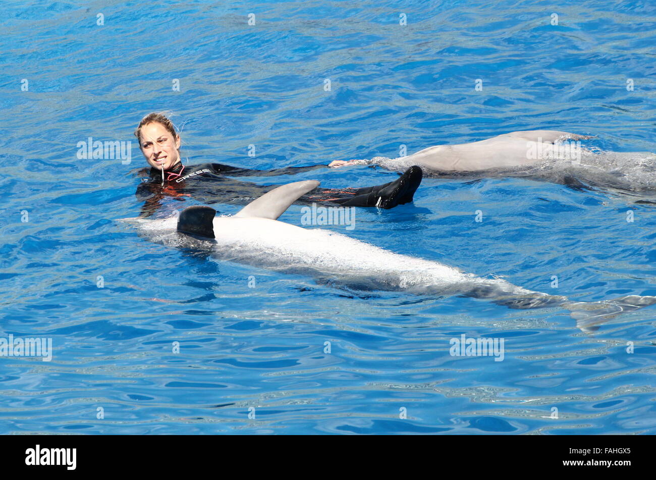 Trainer with Bottlenose dolphins performing at Loro Parque Zoo & Marine ...