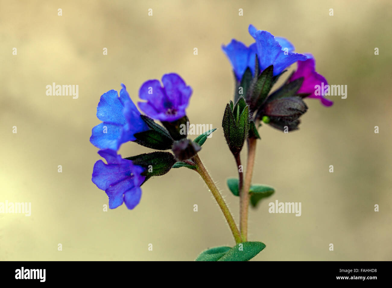 Pulmonaria officinalis, lungwort blue flower Stock Photo - Alamy