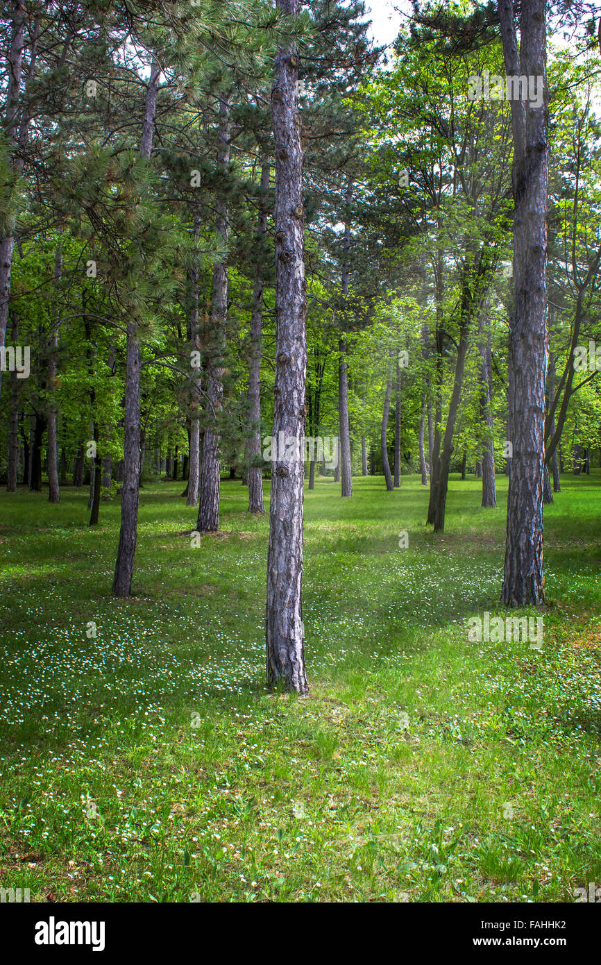 Sunlit Forest Trees in Spring, nature concept Stock Photo - Alamy