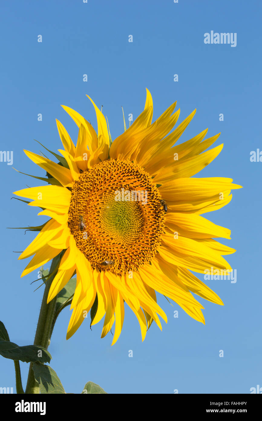 Alone sunflower hi-res stock photography and images - Alamy