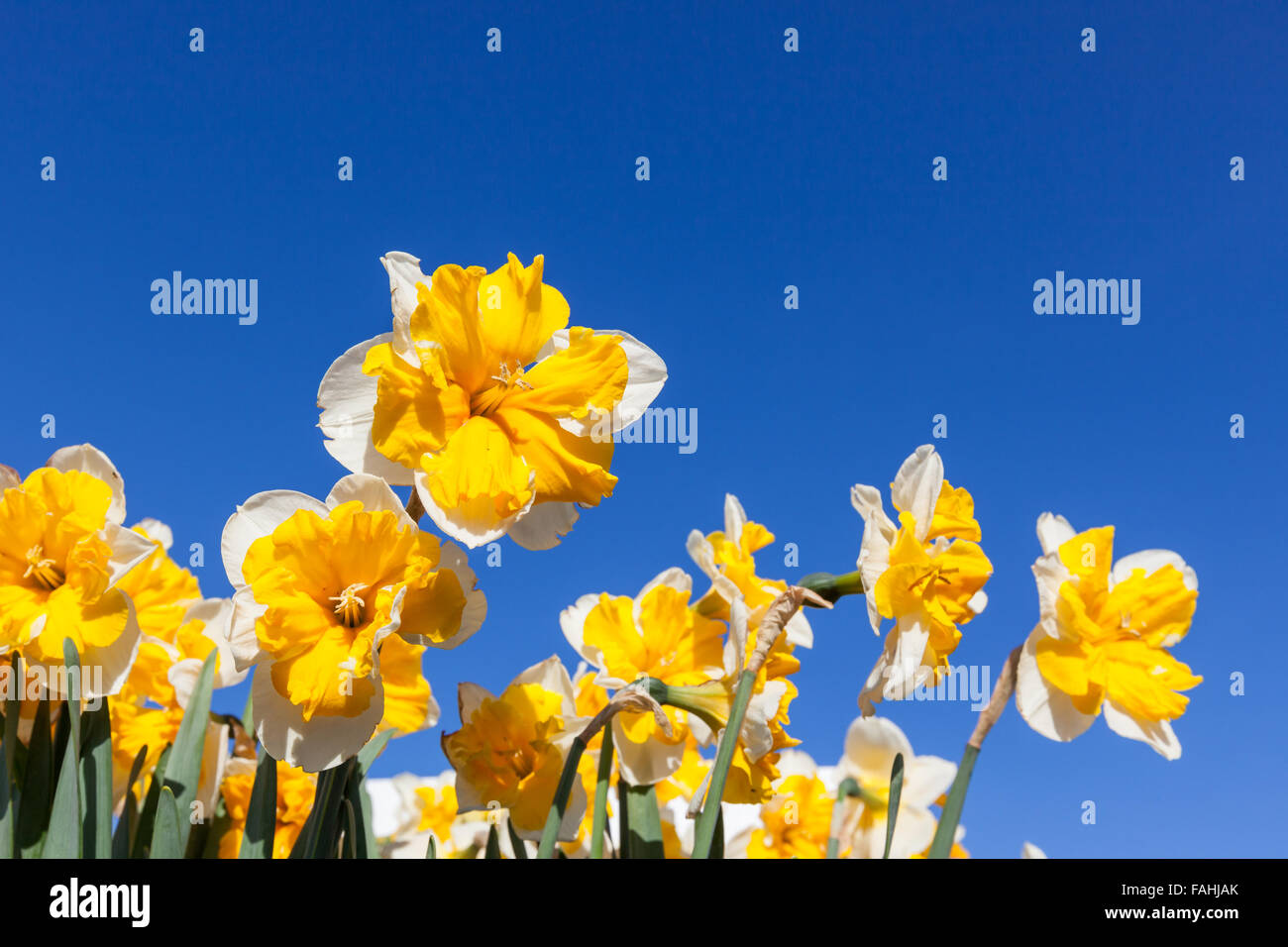 Double daffodil bouquet hi-res stock photography and images - Alamy