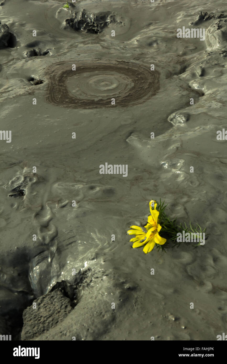 Yellow flower stuck in mud hi-res stock photography and images - Alamy