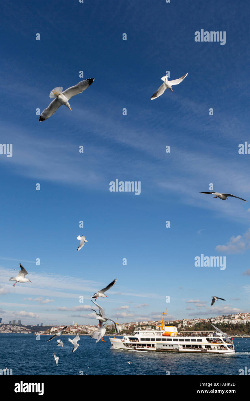 Istanbul seagull hi-res stock photography and images - Alamy