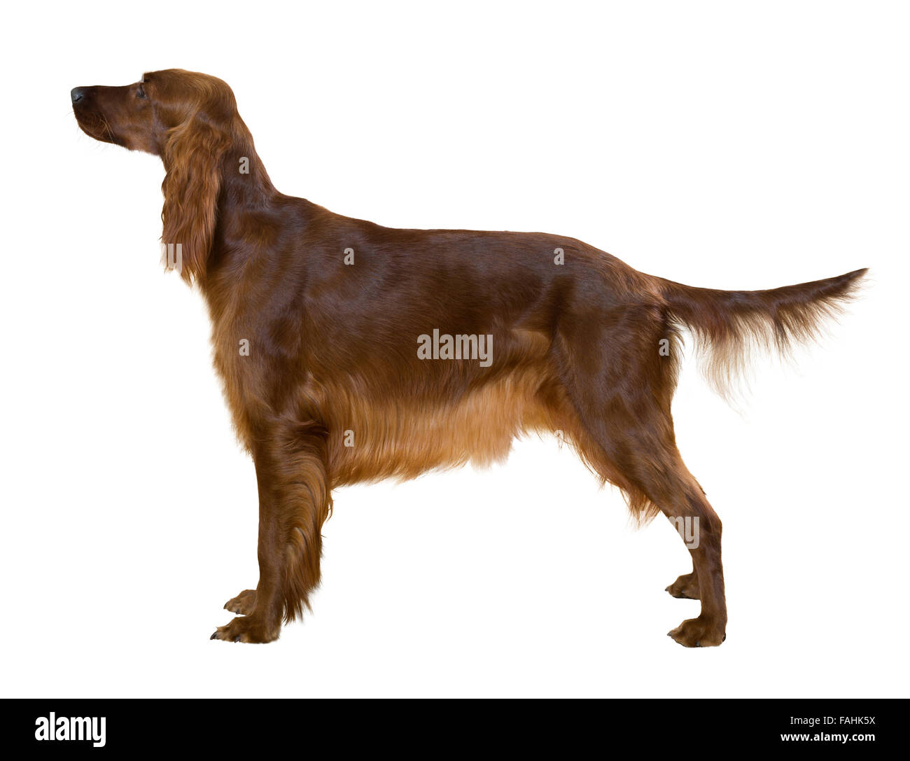 Side view of Standing female red irish Setter, isolated on white Stock ...