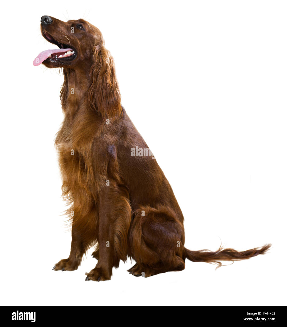 Sitting red setter Isolated over white Stock Photo - Alamy