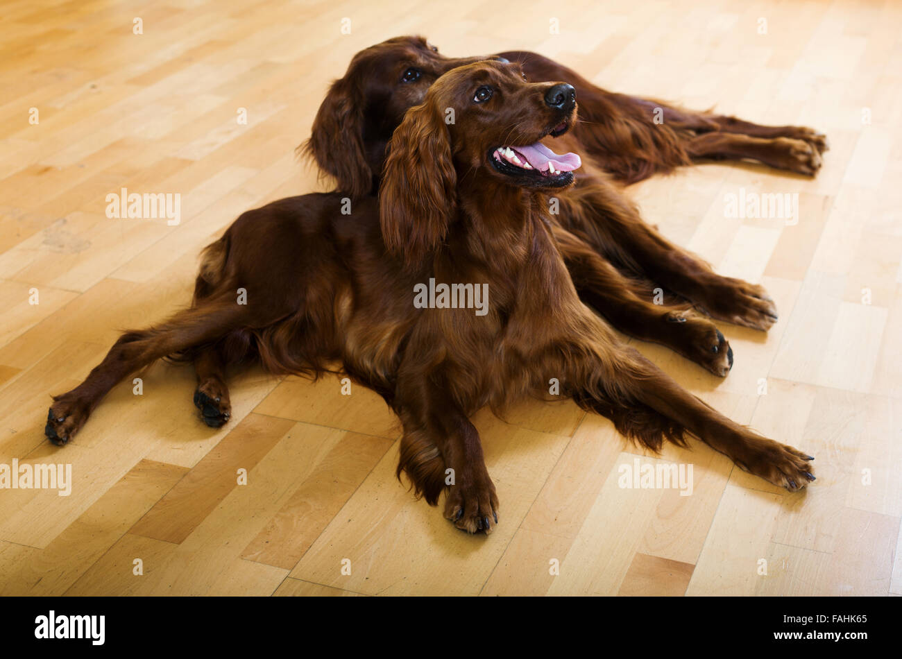 Two dogs lying on the parquet Stock Photo - Alamy