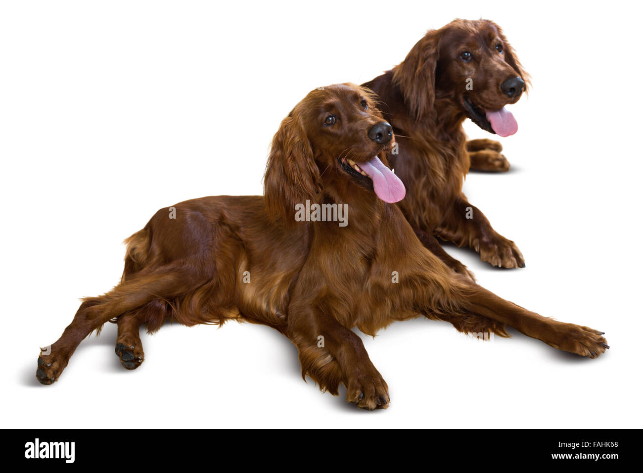 Couple of Irish Setters. Isolated over white Stock Photo - Alamy