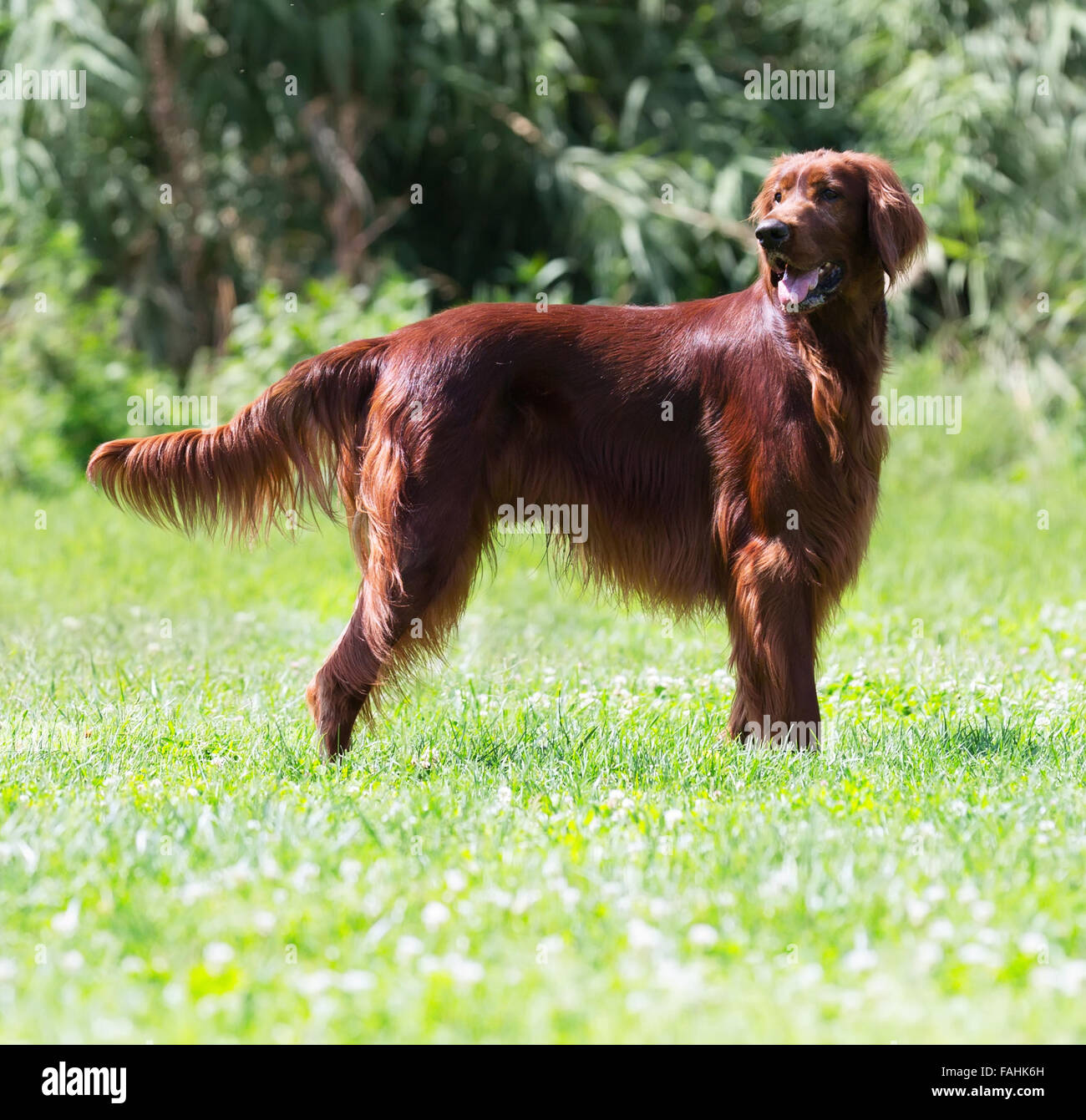 Irish Setter standing on green grass at park Stock Photo - Alamy