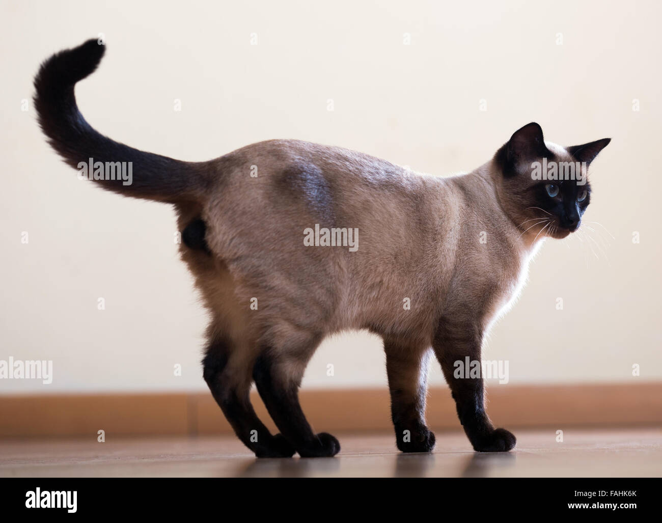 full length shot of Standing young adult siamese cat on wooden floor ...