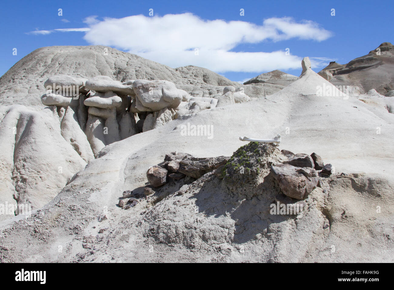 Petrified Fossil Bones