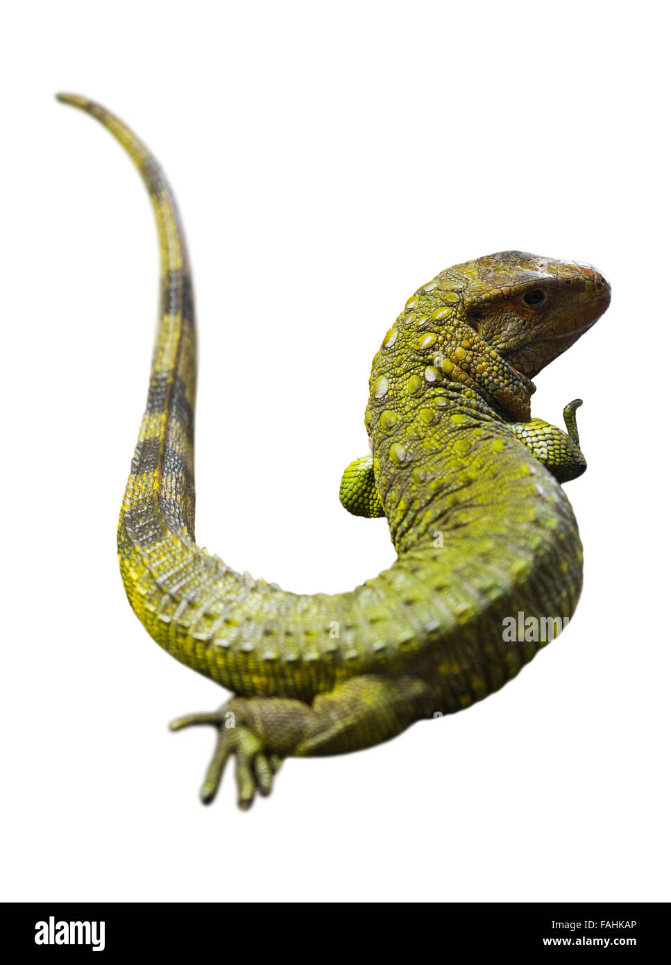 Caiman Lizard. Isolated over white background Stock Photo - Alamy