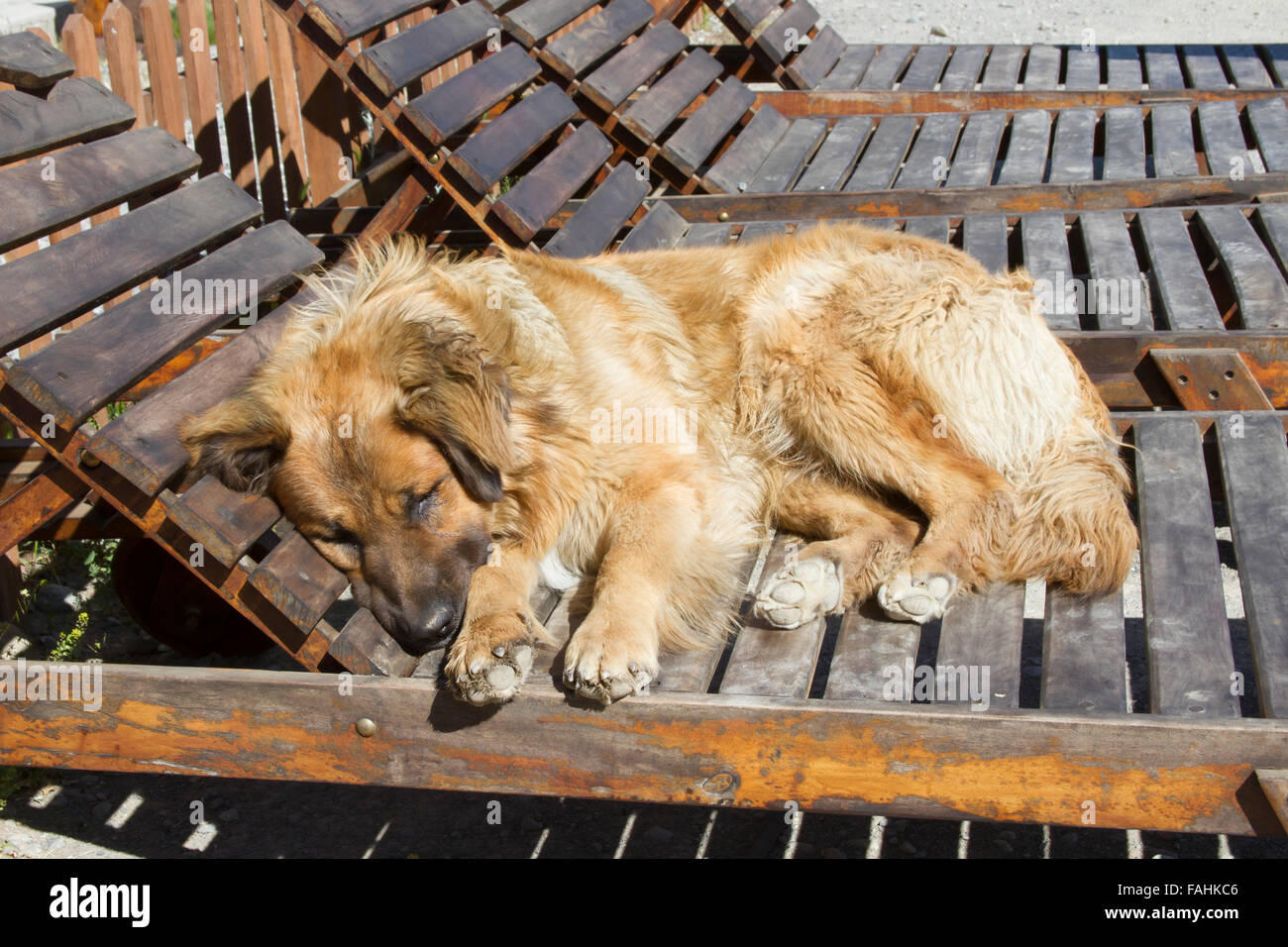 Large brown dog napping in sunshine on wooden chaise lounge chair ...