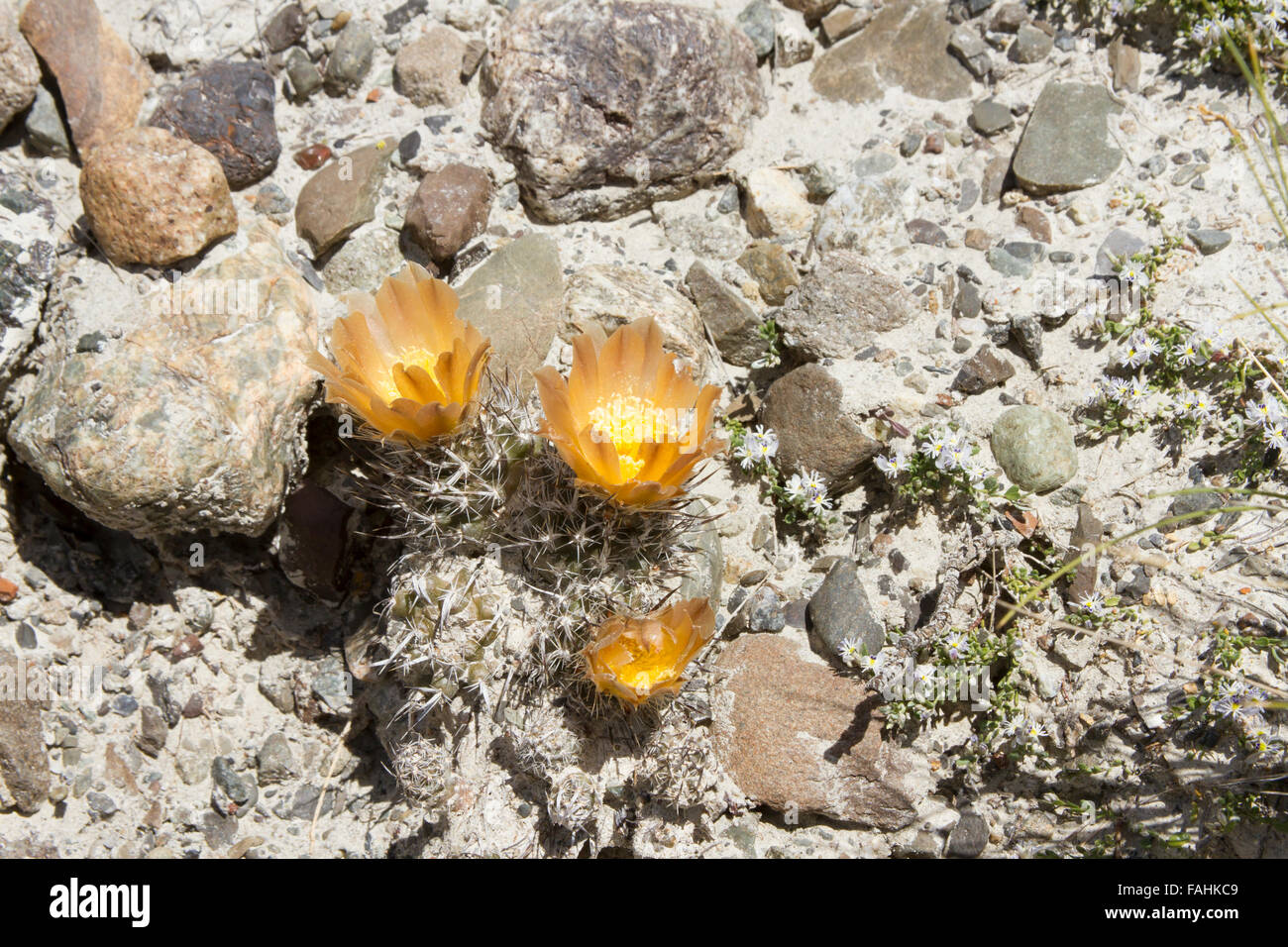 Orange blossom on cactus in Argentina desert in spring Stock Photo - Alamy