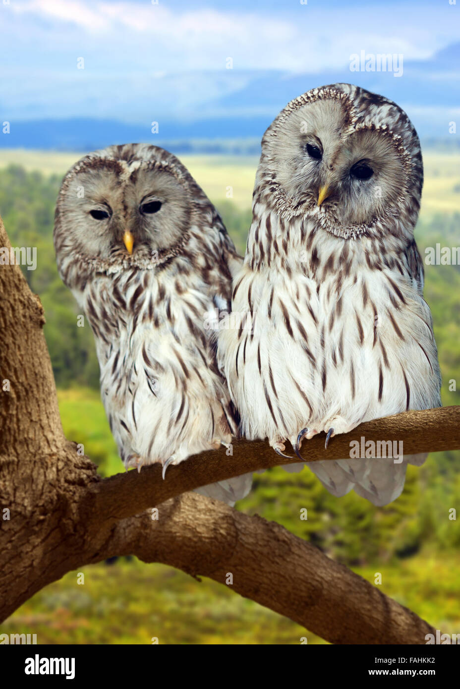 Two Grey Owls on tree at forest Stock Photo - Alamy