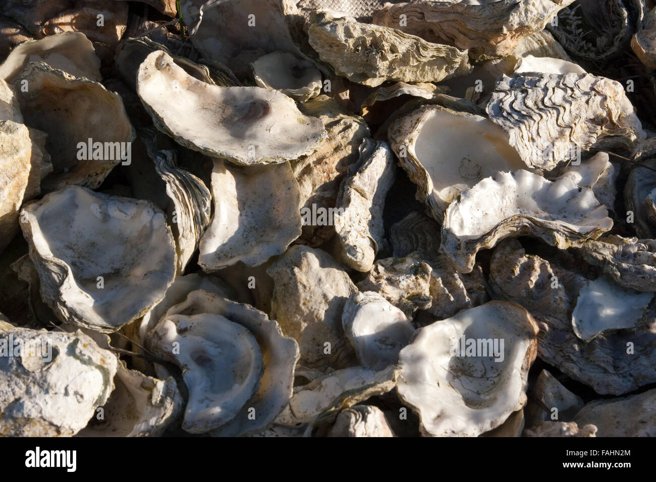 Empty oyster shells Stock Photo - Alamy