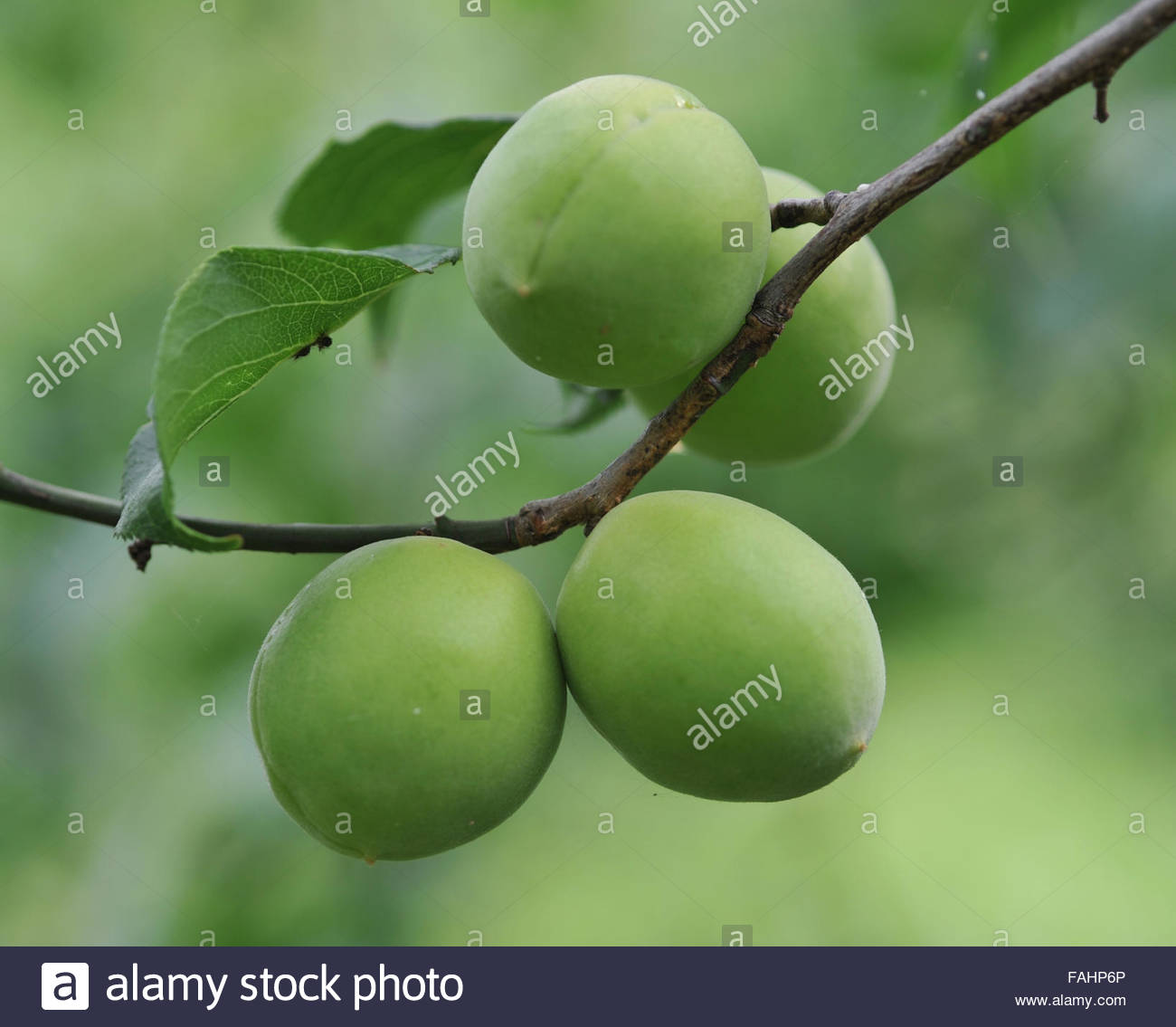 Prunus Mume Stock Photos & Prunus Mume Stock Images - Alamy