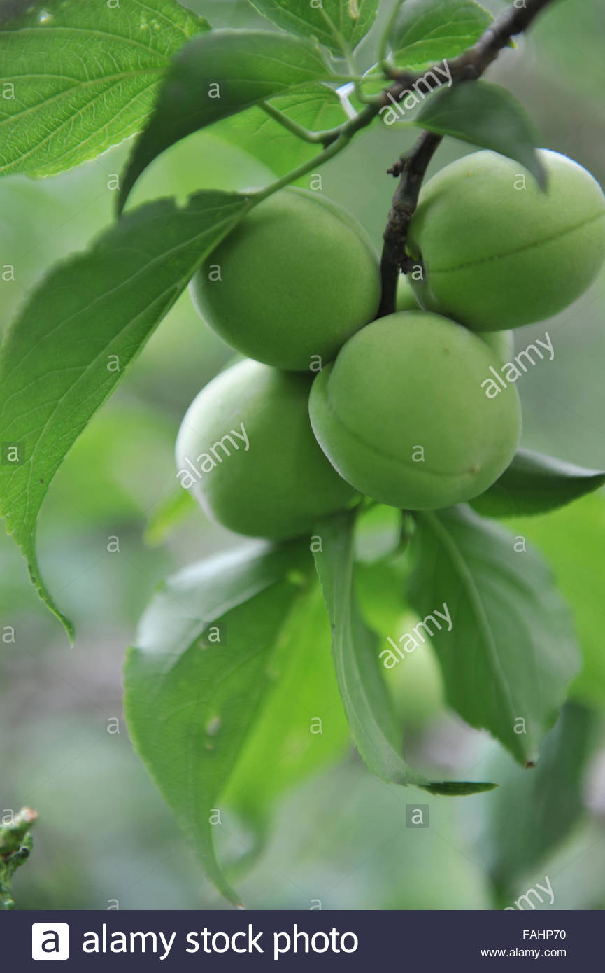 Prunus Mume Stock Photos & Prunus Mume Stock Images - Alamy
