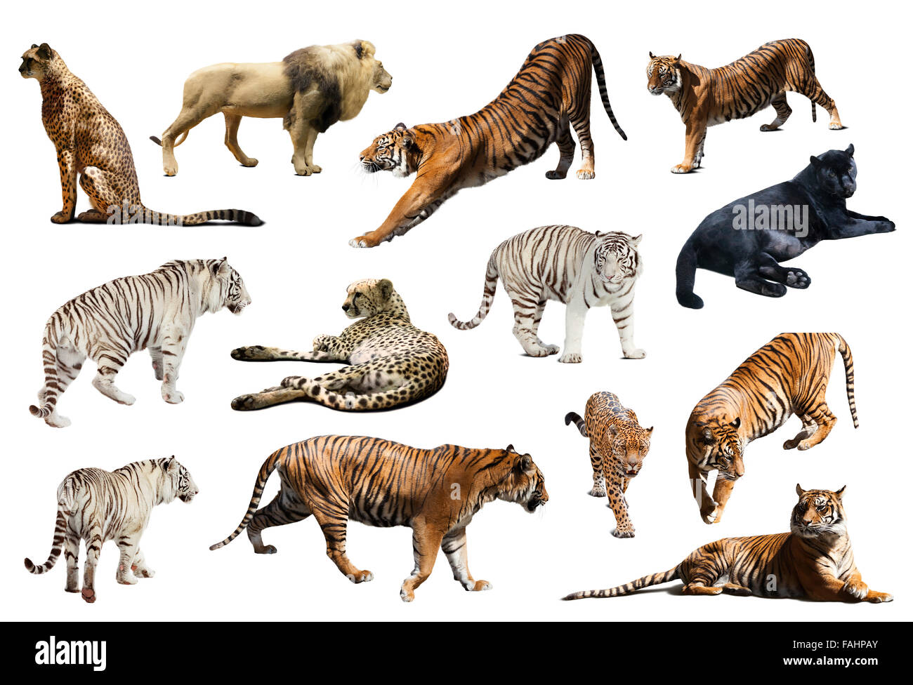 Set of tiger and other big wildcats. Isolated over white Stock Photo ...
