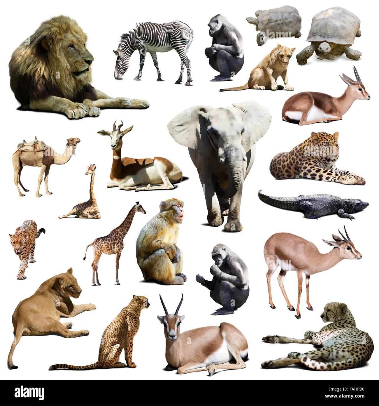 lions, elephant and other African animals. Isolated over white ...
