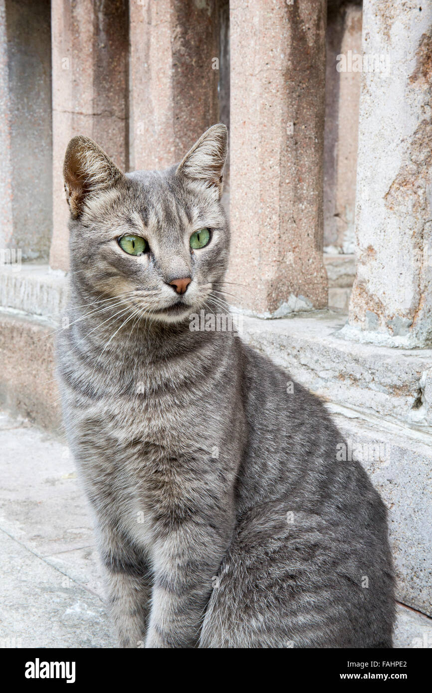 Portrait of gray cat Stock Photo - Alamy