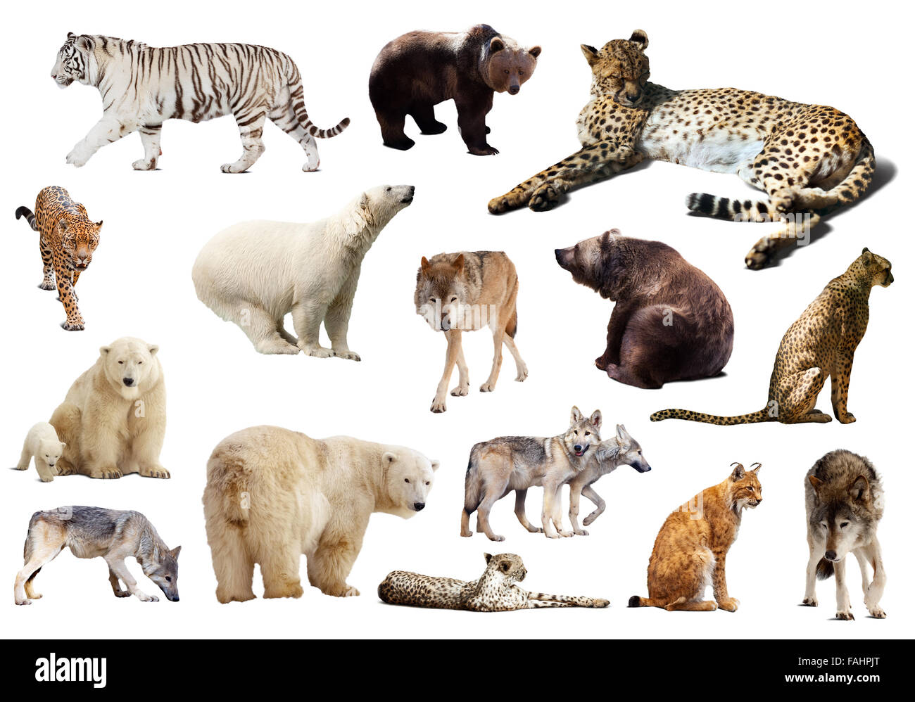 Set of predators. Isolated on white background Stock Photo - Alamy