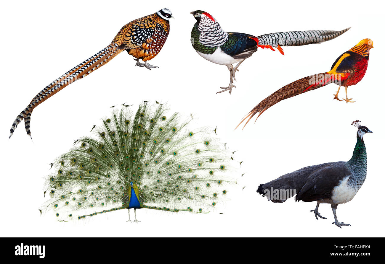 Indian pheasant Cut Out Stock Images & Pictures - Alamy