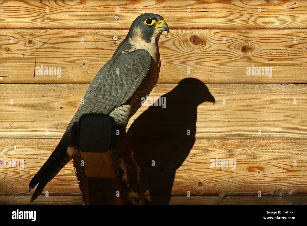 Peregrine Falcon ( Falco peregrinus ) perched in front of wooden cabin ...