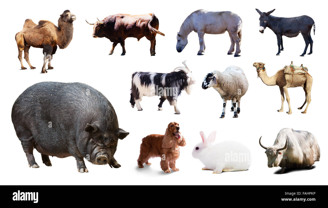 Black pig and other farm animals. Isolated over white background with ...