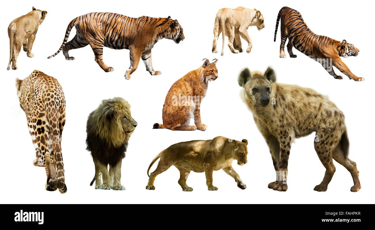 Feliformia hi-res stock photography and images - Alamy