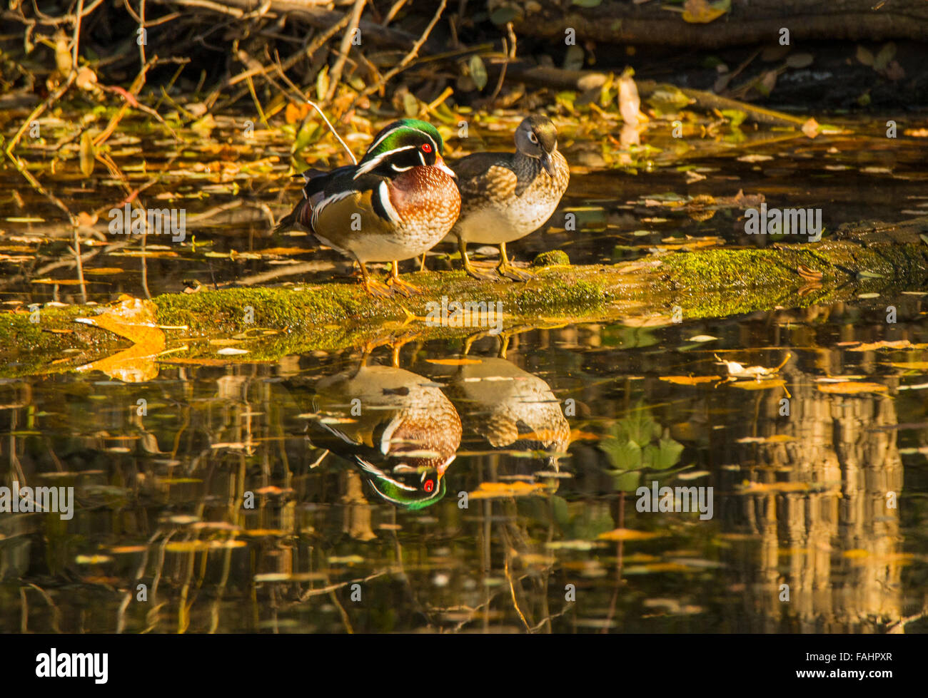 Mk nature center hi-res stock photography and images - Alamy