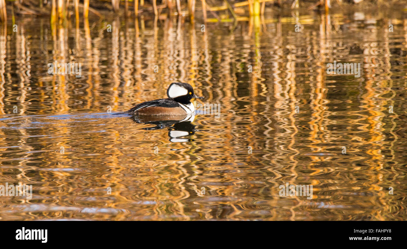 Hooded Meganser Ducks swimming through Autumn water reflections, Hyatt ...