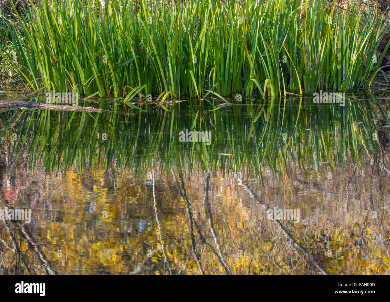 Marsh game hi-res stock photography and images - Alamy
