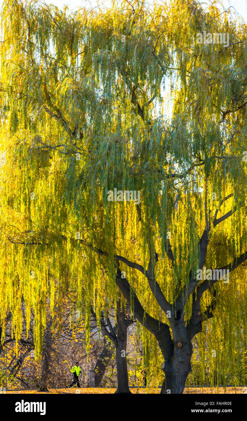 Boise Parks, Person running on the Boise River Greenbelt. Beautiful ...