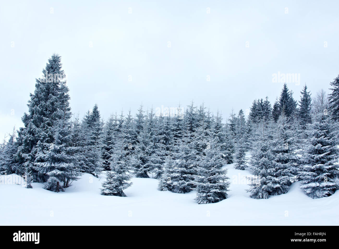 Winter landscape with trees covered with snow and hoarfrost Stock Photo ...