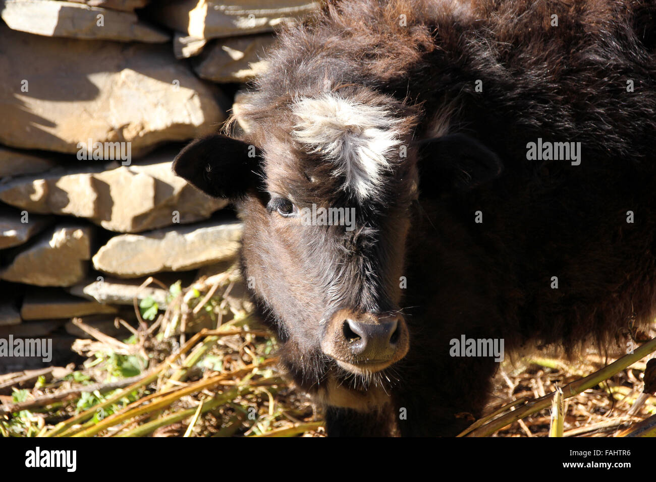 Yak Calf in the Sun Stock Photo - Alamy