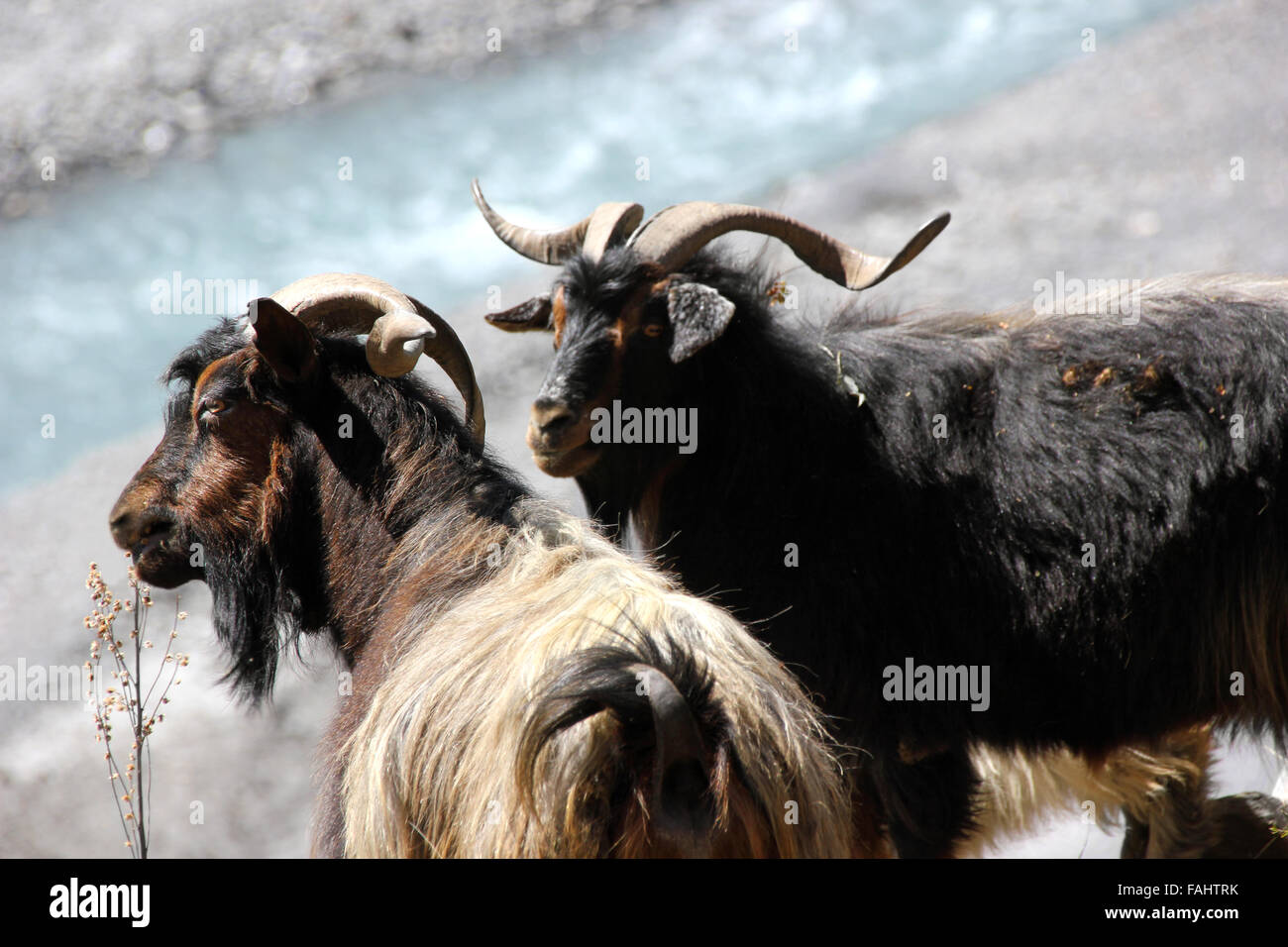Himalayan goat hi-res stock photography and images - Alamy