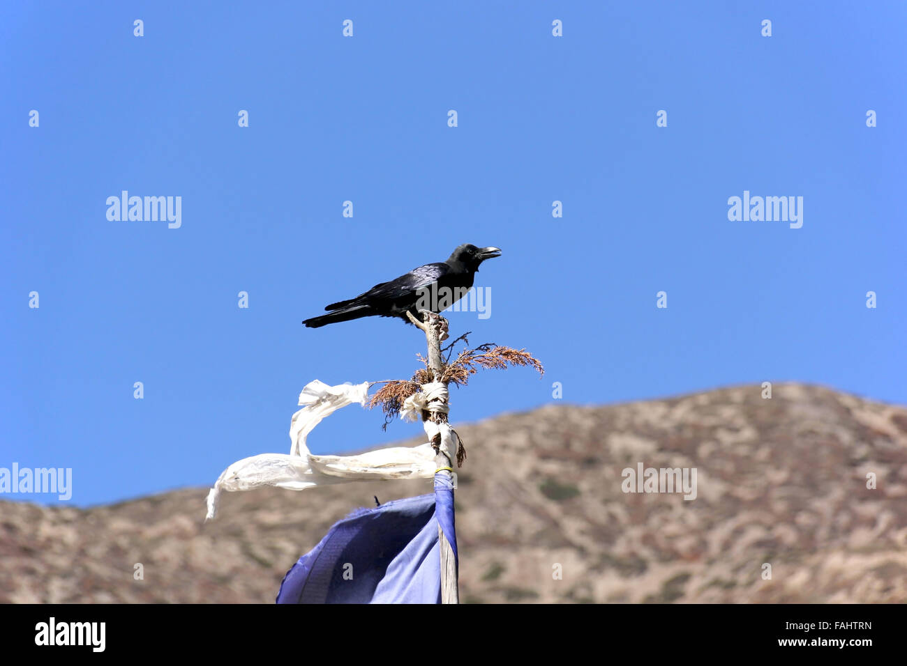 Thick billed crow hi-res stock photography and images - Alamy