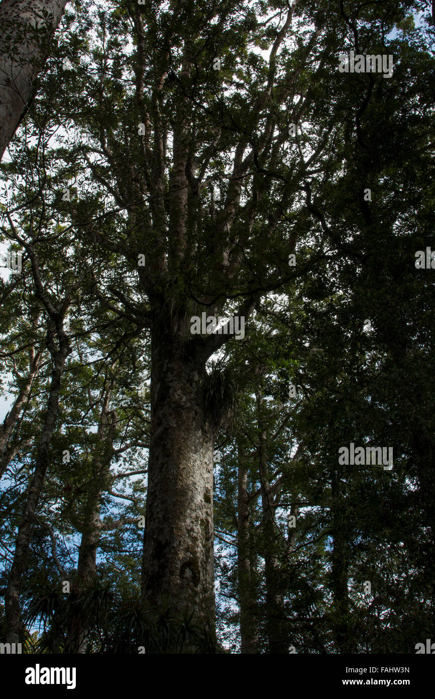 Kauri growing in Puketi Forest in New Zealand's Northland. This ...