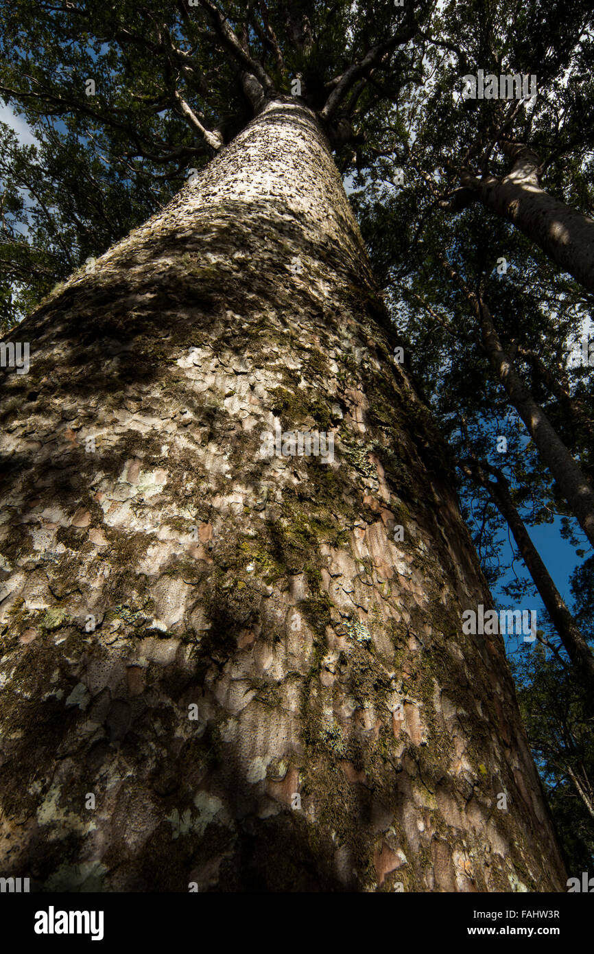 Kauri is a coniferous tree of Araucariaceae in the genus Agathis native ...