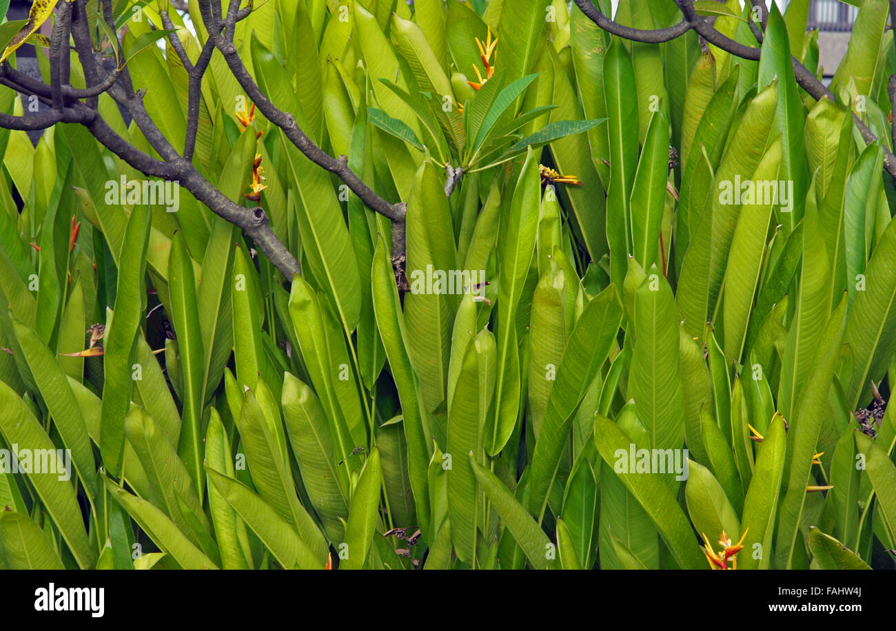 Bali plant hi-res stock photography and images - Alamy