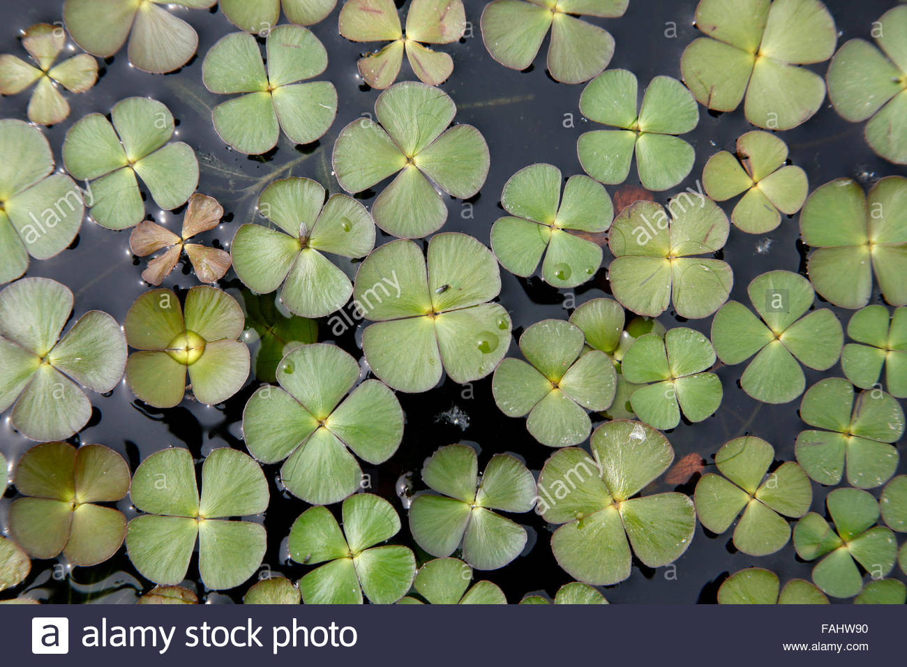 Marsilea Stock Photos & Marsilea Stock Images - Alamy