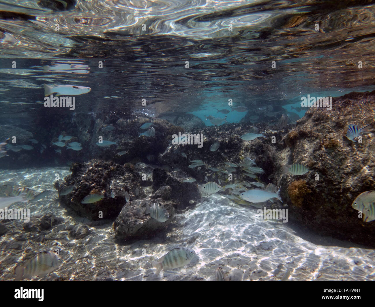 Fish and sea life around the rocks at Matira beach, Bora Bora Stock ...