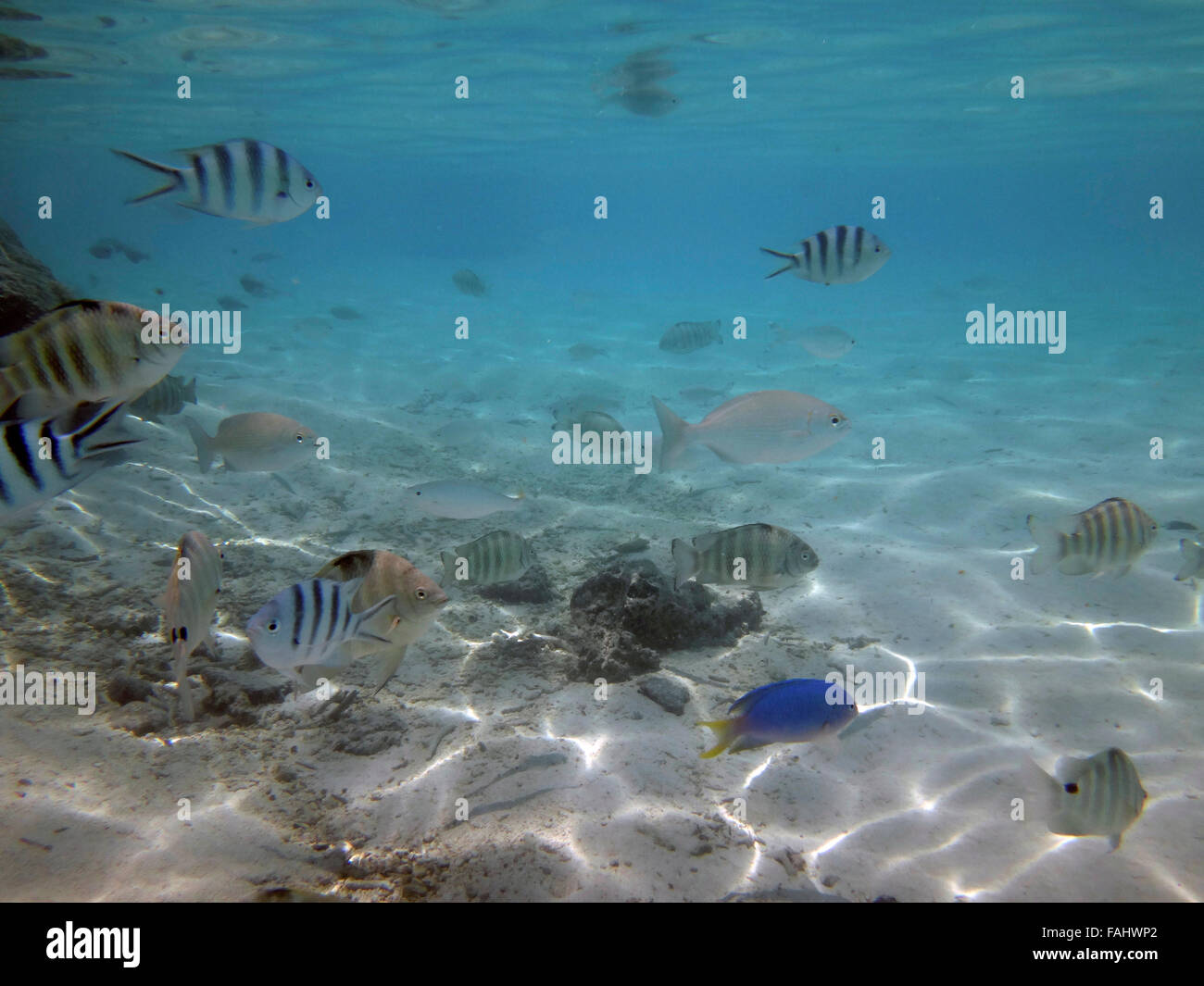 Matira beach bora bora tahiti hi-res stock photography and images - Alamy
