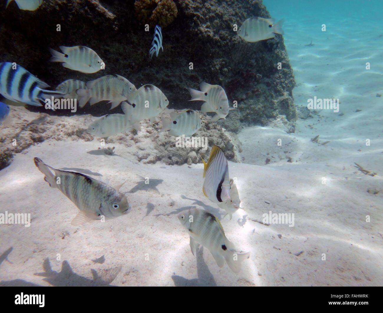 Bora bora reef fish hi-res stock photography and images - Alamy